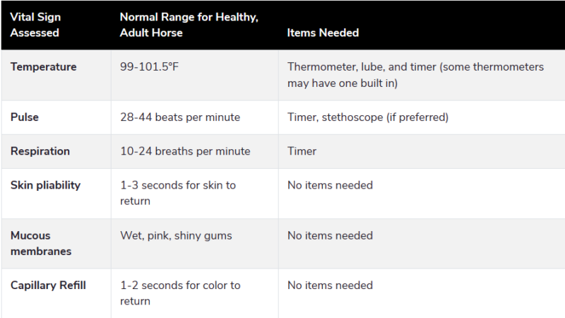 How To Check The Vital Signs of Your Horses